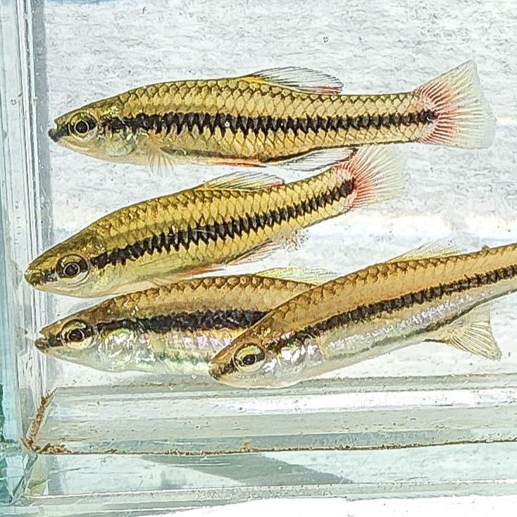 Florida Native Fish – Native Aquariums