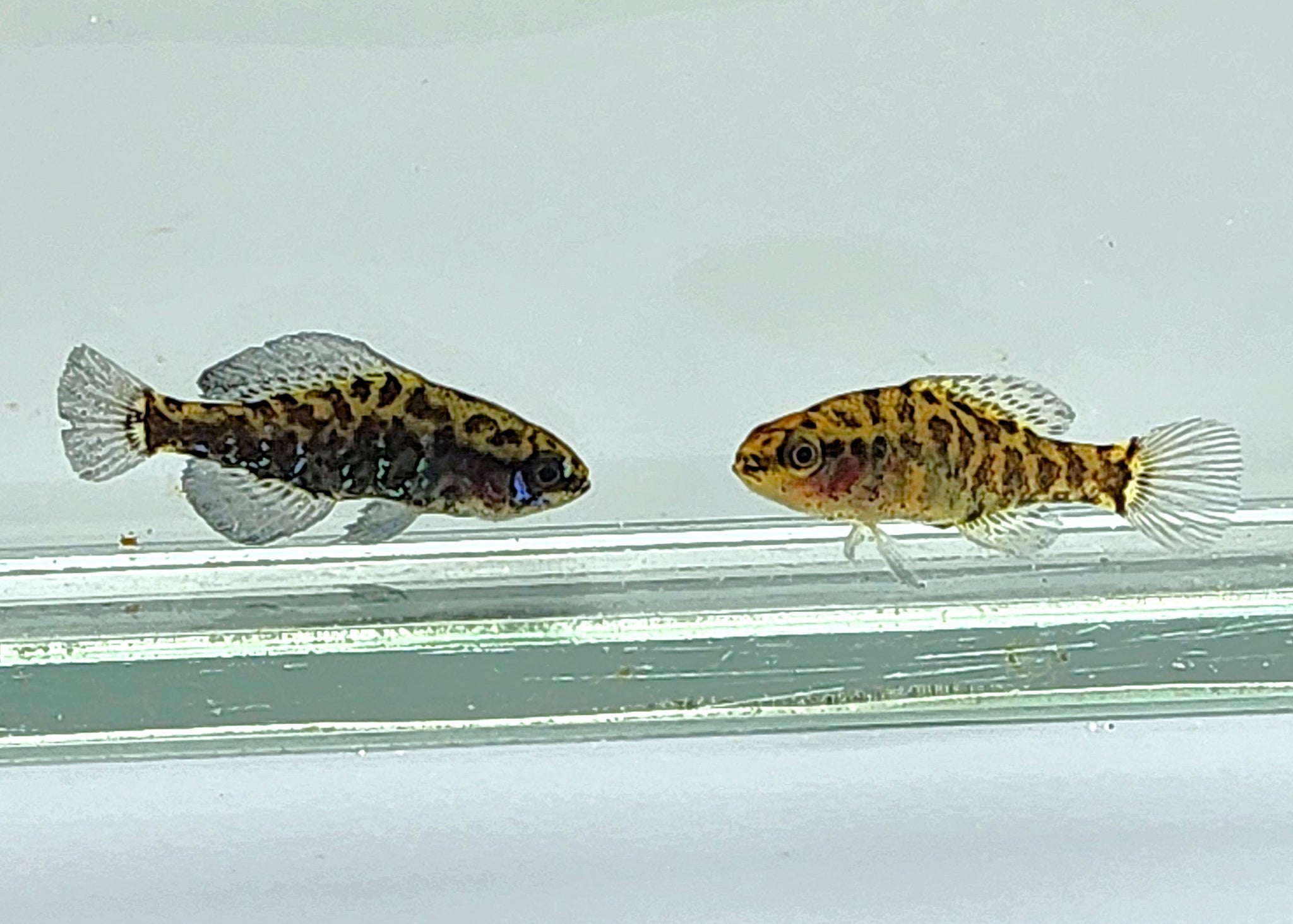 Everglades Pygmy Sunfish pair – Native Aquariums