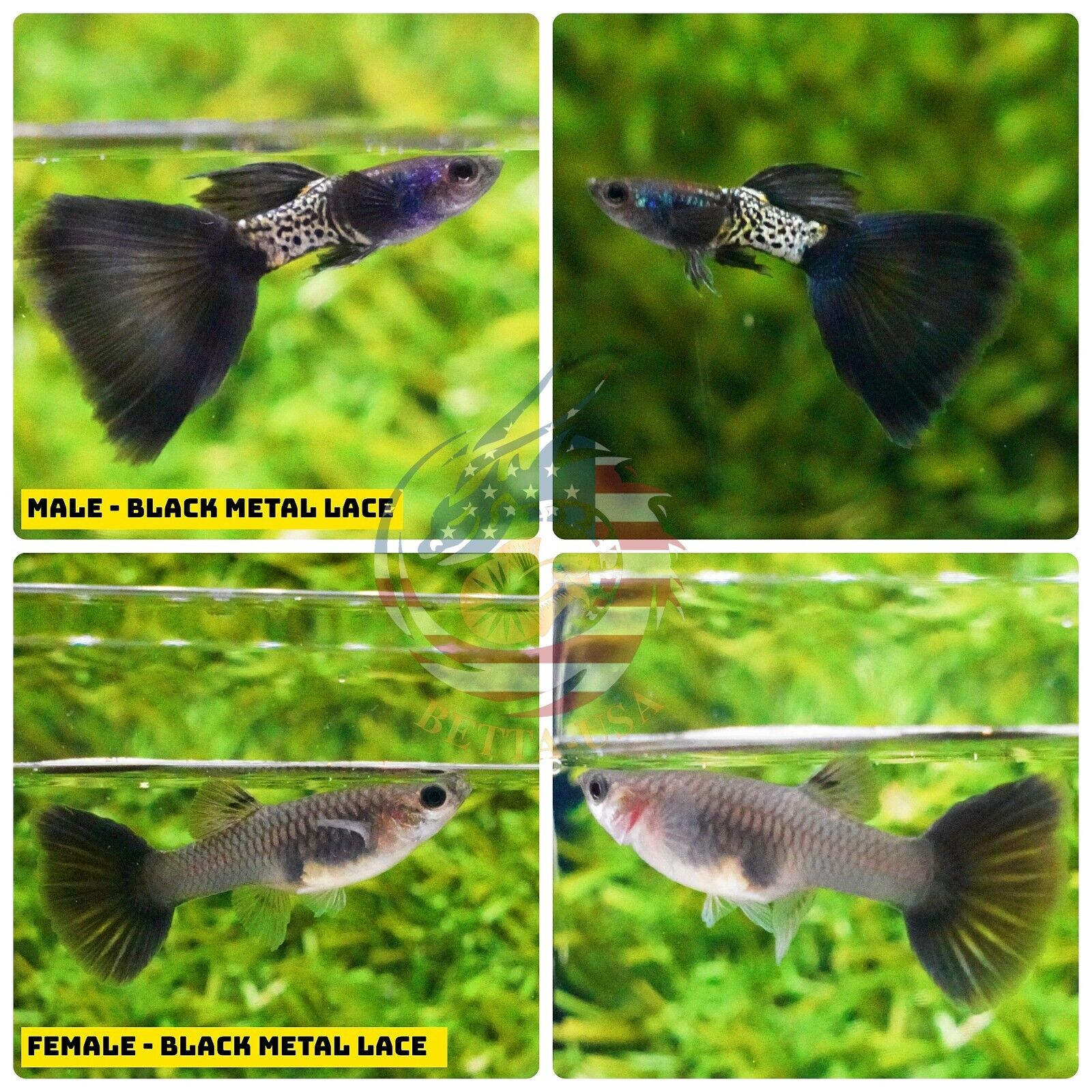 Black Metal Lace Guppy pair – Native Aquariums