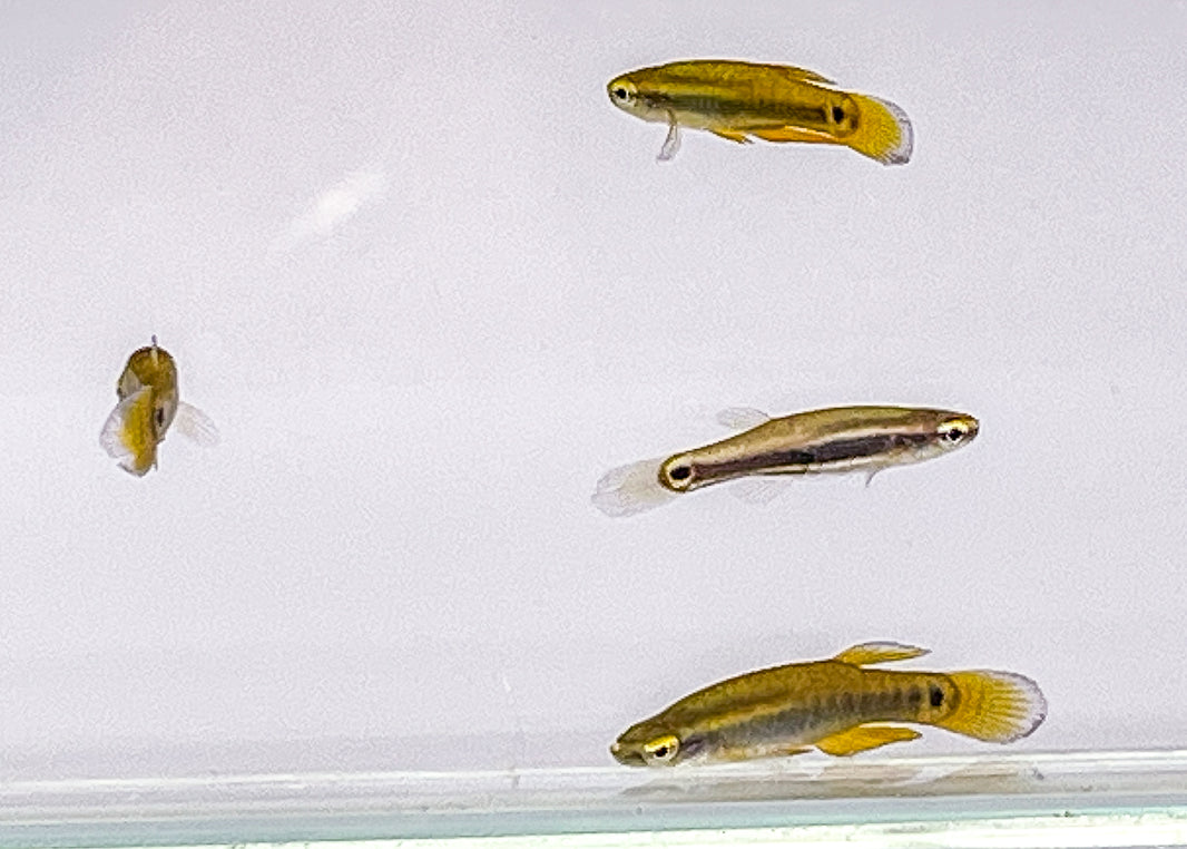 Florida Native Fish – Native Aquariums