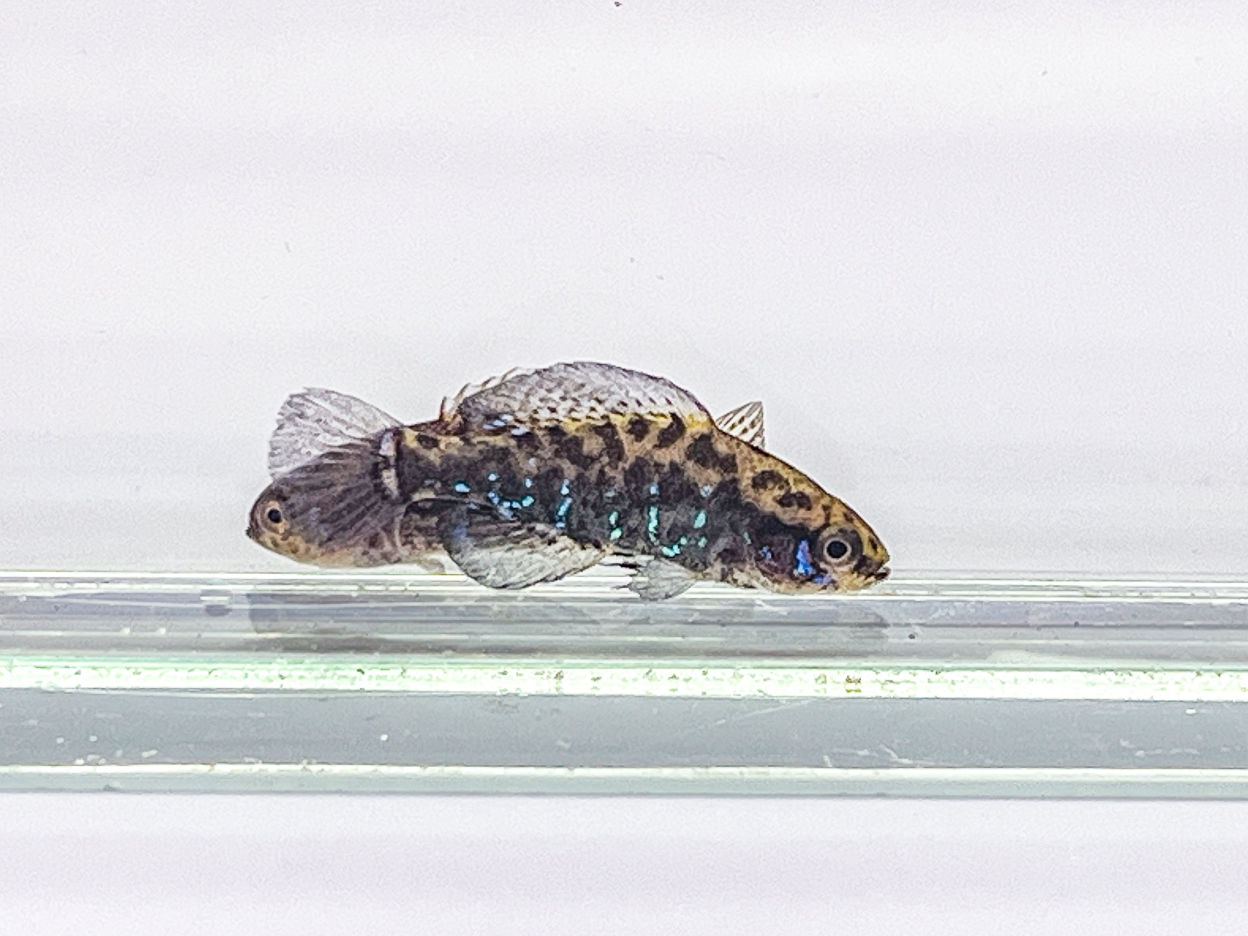 Everglades Pygmy Sunfish pair – Native Aquariums