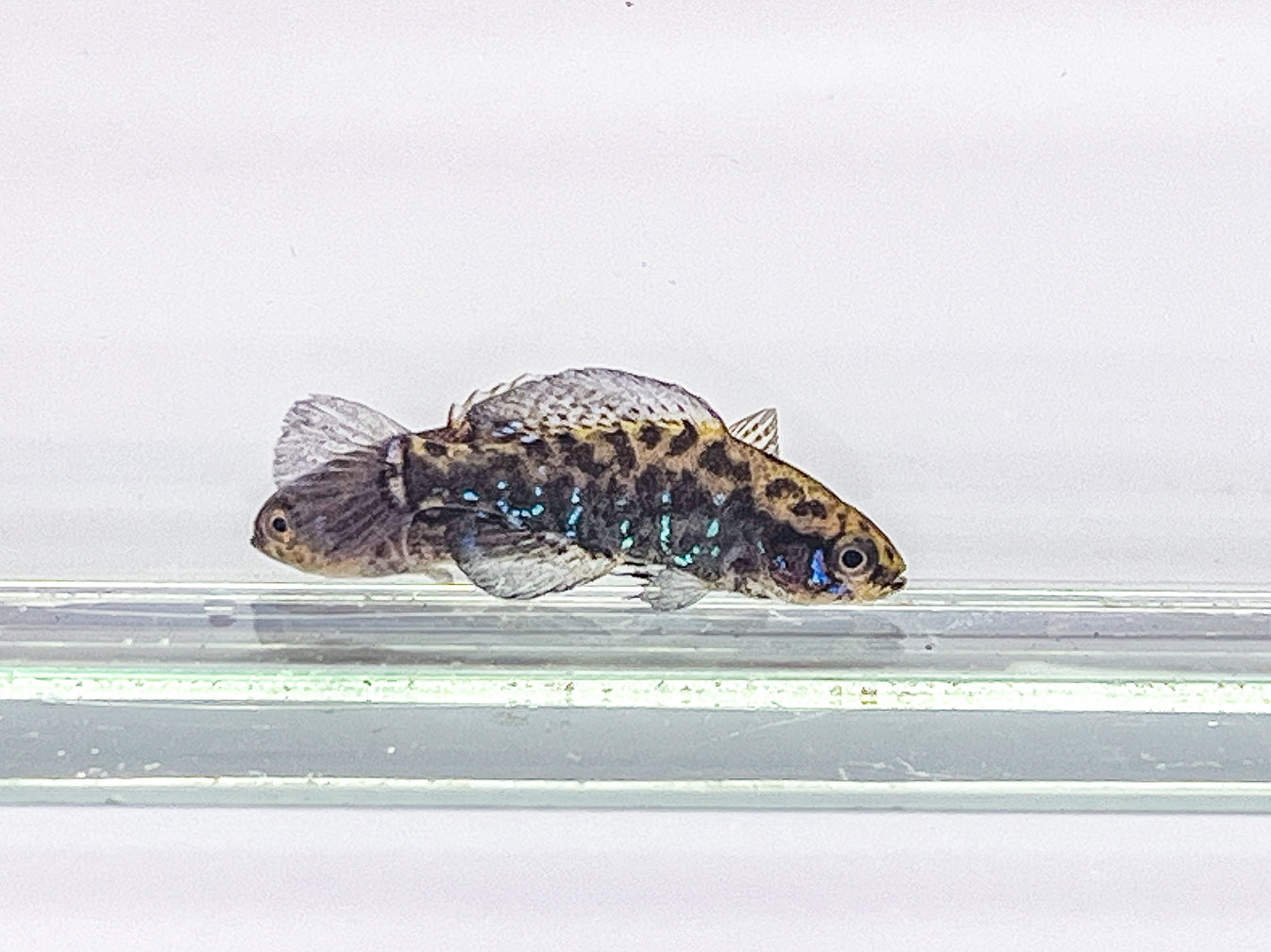 Everglades Pygmy Sunfish pair – Native Aquariums
