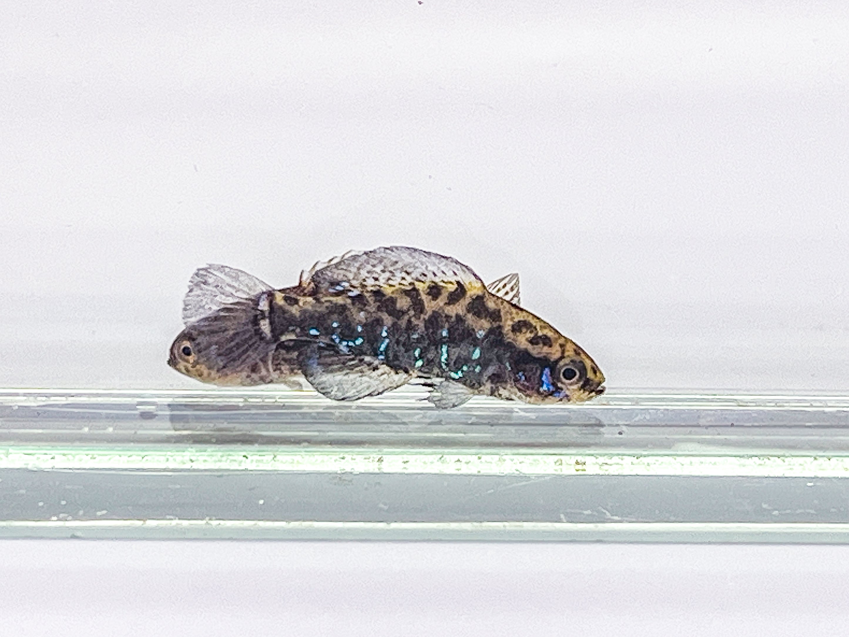 Everglades Pygmy Sunfish pair – Native Aquariums