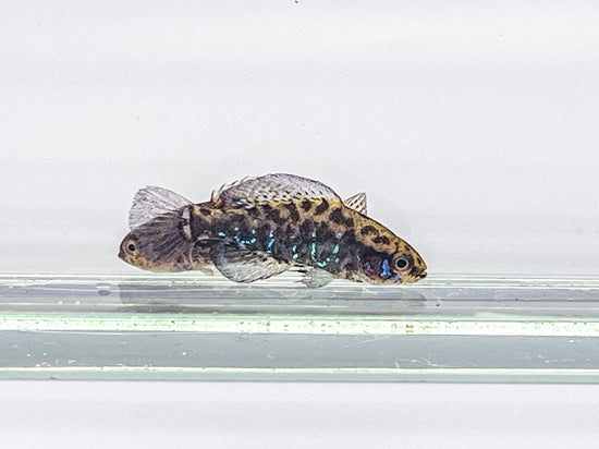 Everglades Pygmy Sunfish pair – Native Aquariums