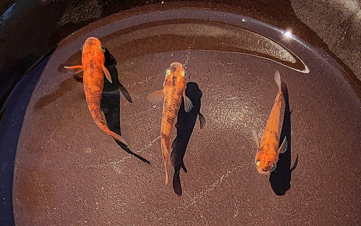 Red Tiger Medaka - Japanese Medaka – Native Aquariums