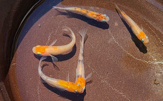 Rice Fish - Japanese Medaka – Native Aquariums
